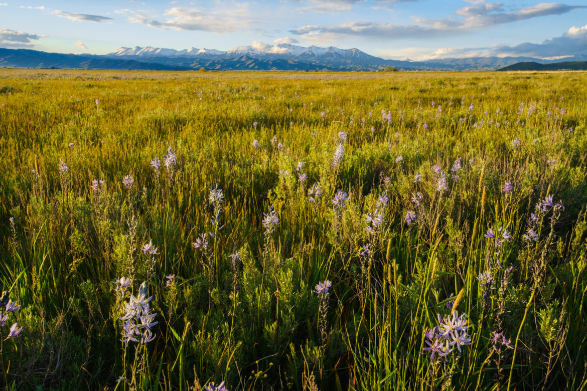 A Spring Day Exploring Idaho's Beautiful Camas Prairie - Michael Bonocore